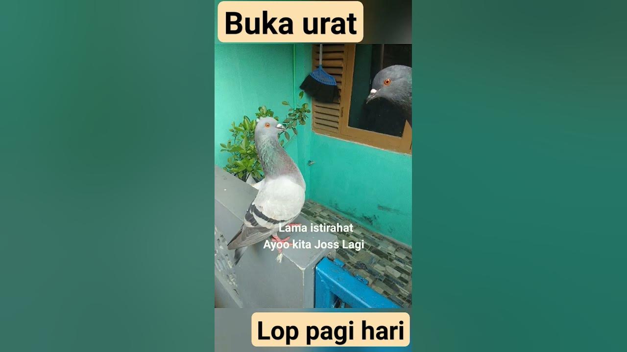 Koleksi Merpati Burungmerpati Burungdara Merpatikolong Merpatilover Kolongbebas Youtube