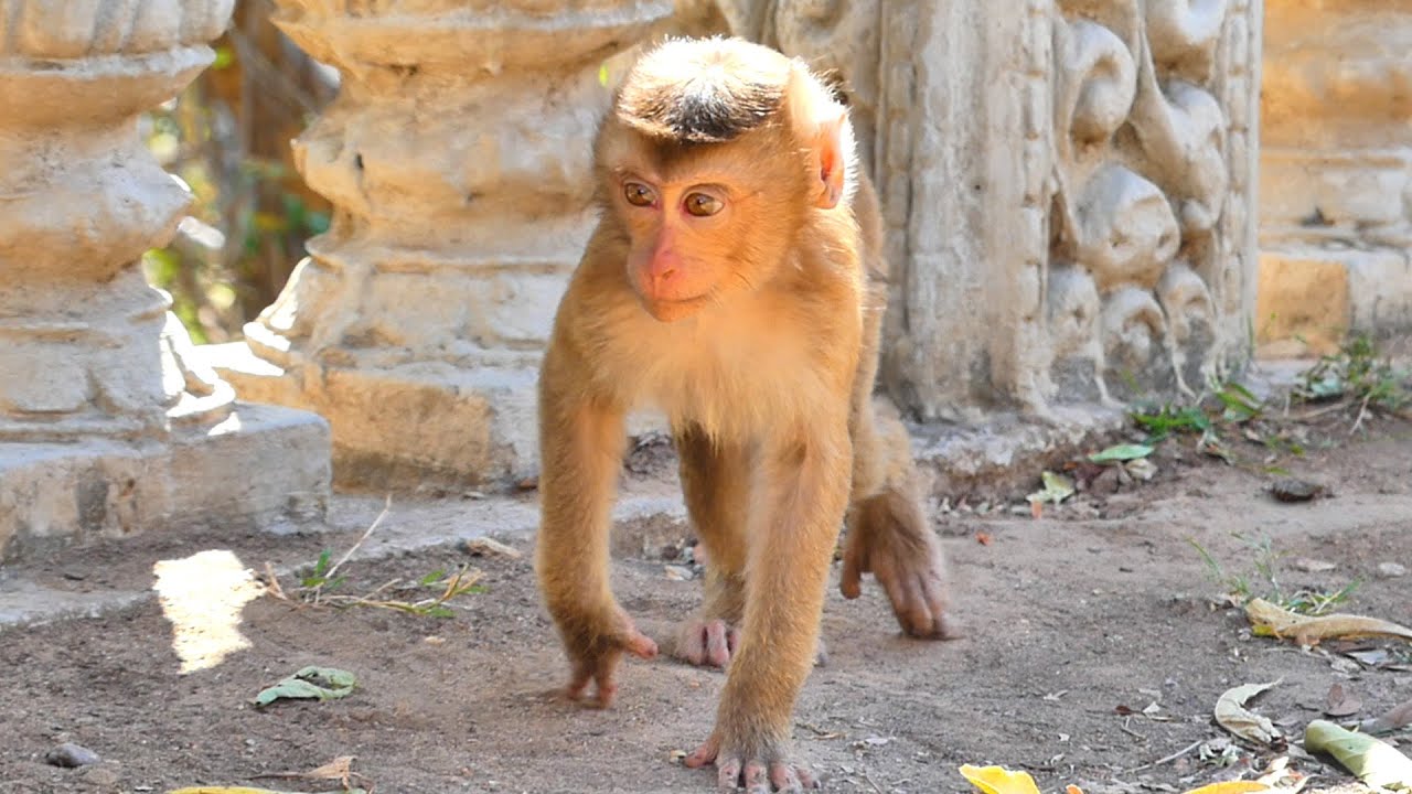 Congrats to little monkey can walk again, he can run, jump, and plays ...