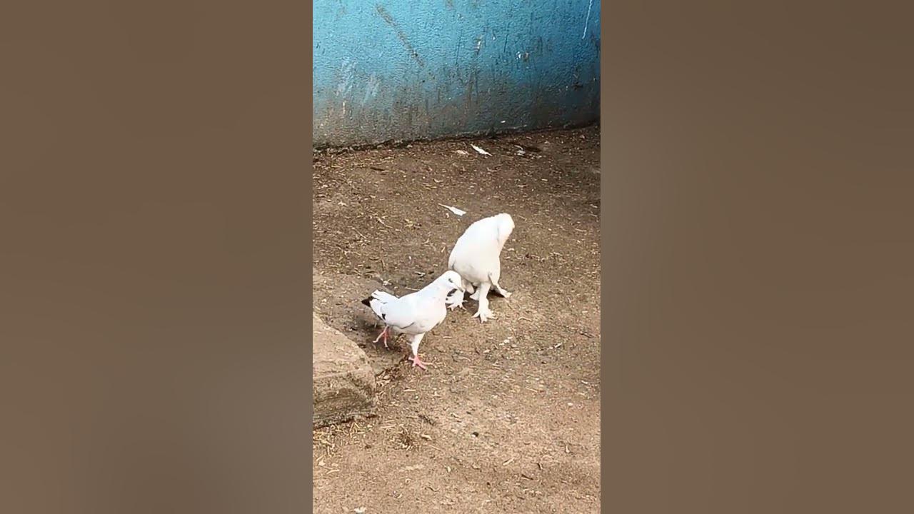 pigeon-shorts-youtube