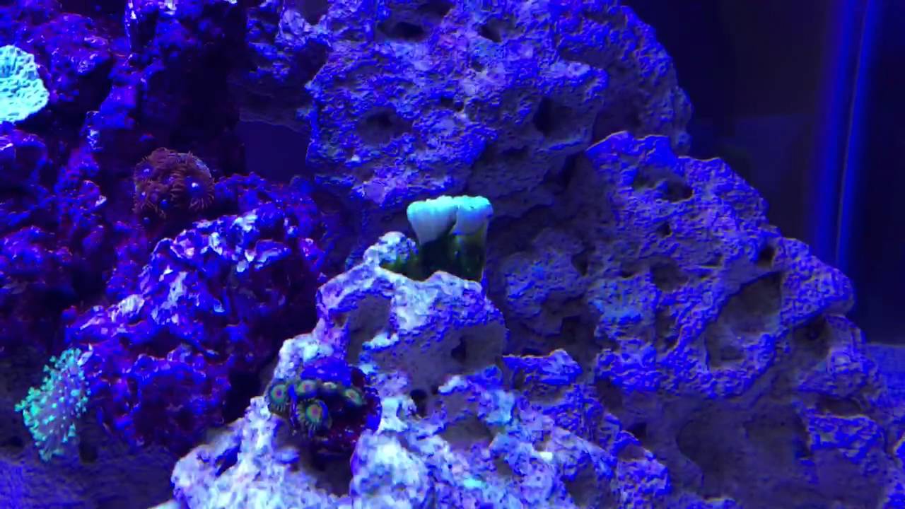 40 breeder reef update 4/23/16 - YouTube