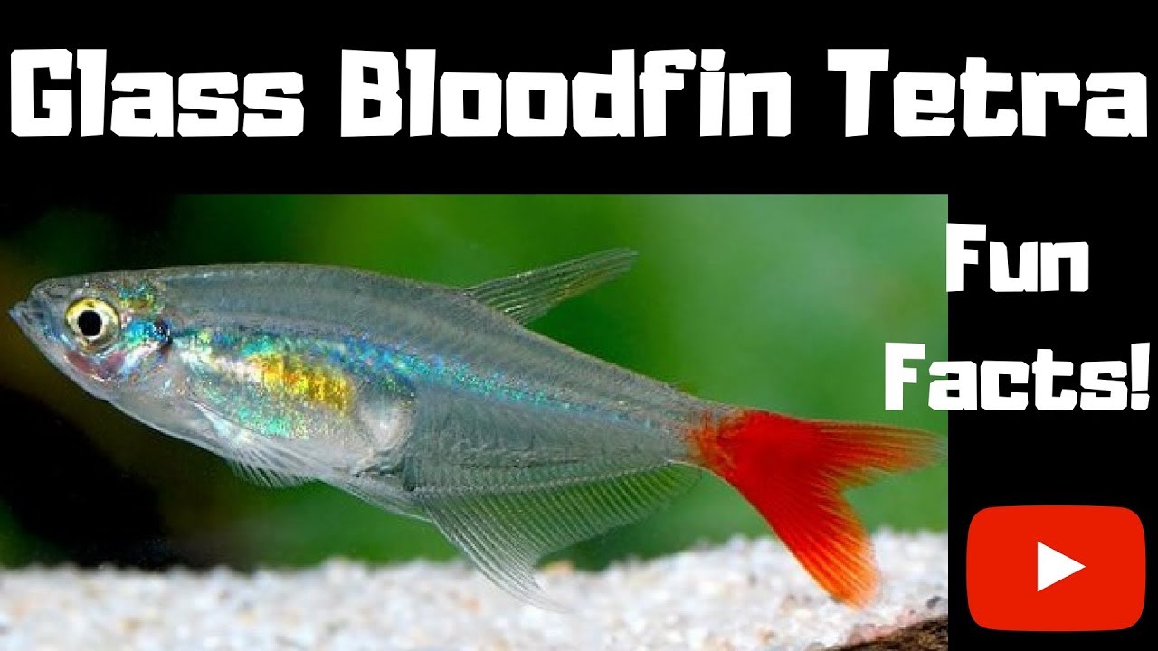 Glass Bloodfin Tetra Fun Facts - YouTube