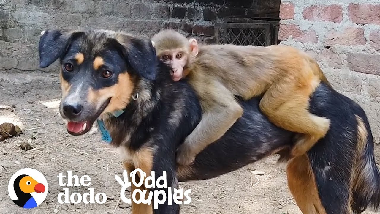 Monkey Dog Video | Viral video of monkey and Dog | Dog and baby monkey ...