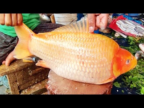 Amazing Big Golden Carp Fish Cutting Live in Fish Market | Gravid Fish ...