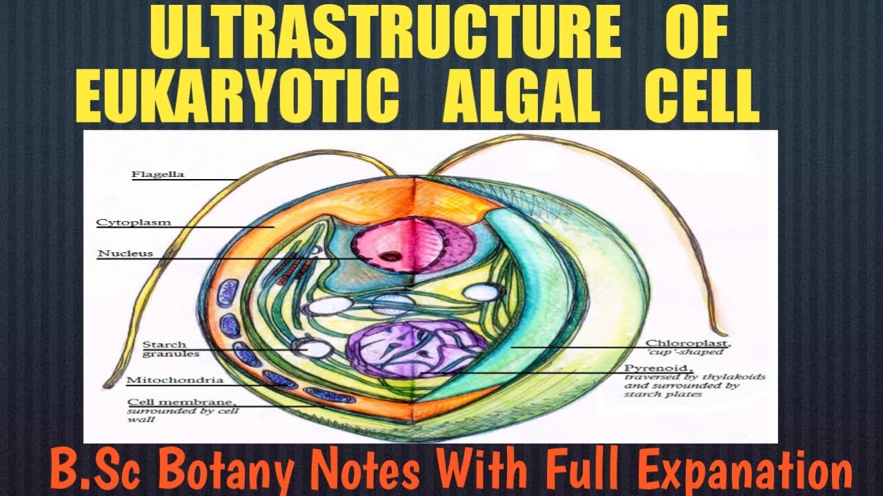 CELL STRUCTURE OF EUKARYOTIC ALGAE || PYRENOID, EYESPOT , CHLOROPLAST ...