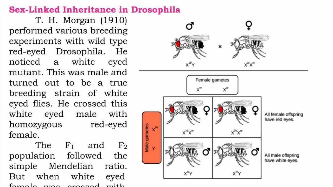 sex linkage || sex linked inheritance in drosophila || inheritance ...