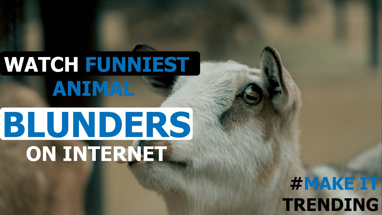 Watch Funniest Animal Blunder 2020 Videos Compilation |funny videos ...
