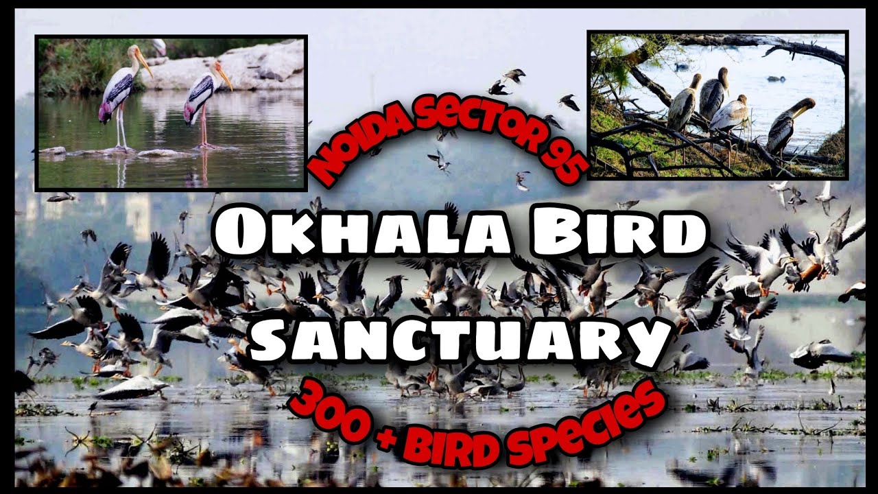 Okhla Bird Sanctuary Delhi NCR | Ticket, Location,Timing | Delhi ...