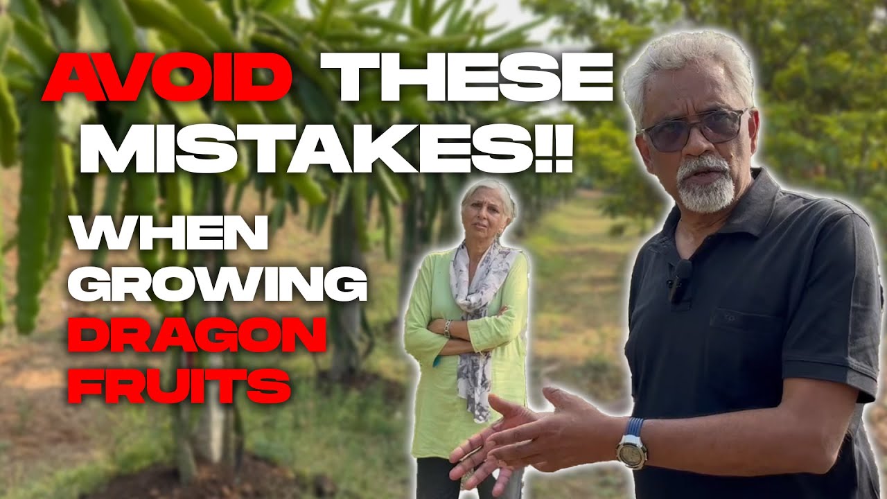 Mastering the Art of Organic Dragon Fruit Farming: Essential Tips for ...