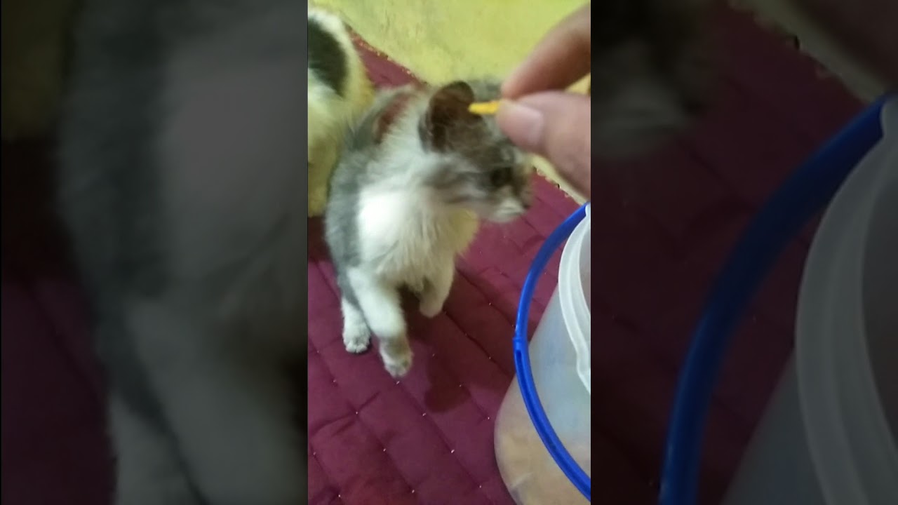 Kucing pisang kripik - YouTube