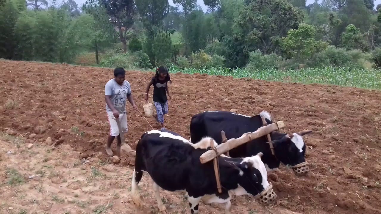 Halo joteko hamro gaon vojpurma - YouTube