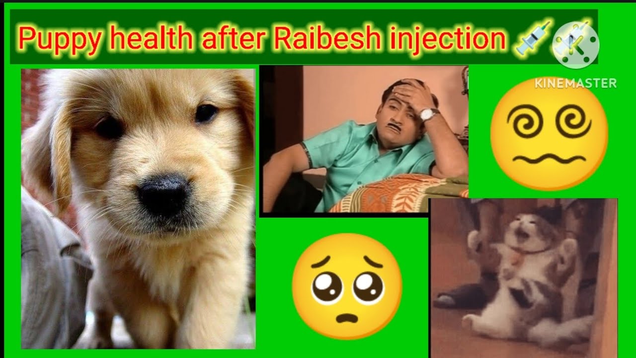 Dog health After Rabesh injection #doglover #cute #animal #viral # ...