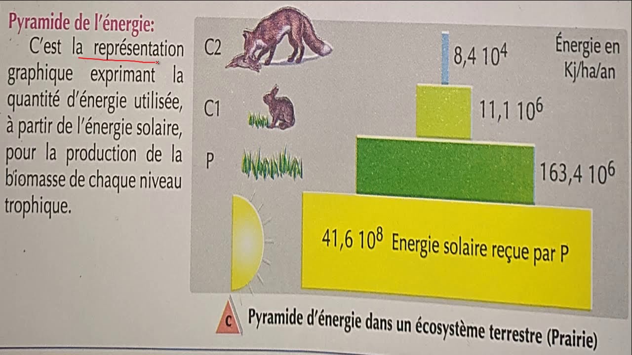 Partie 2 - Pyramides de biomasse et d'énergie - Flux d'énergie et de la ...