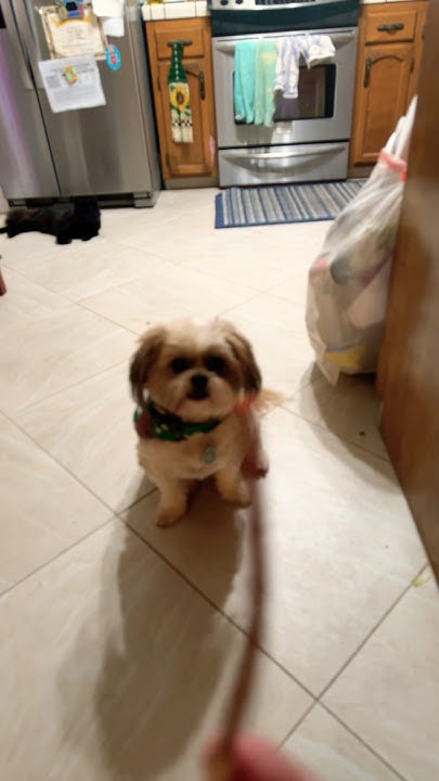 Charlie Got a DUI , Dog Under The Influence #dreambones #treats #pets # ...