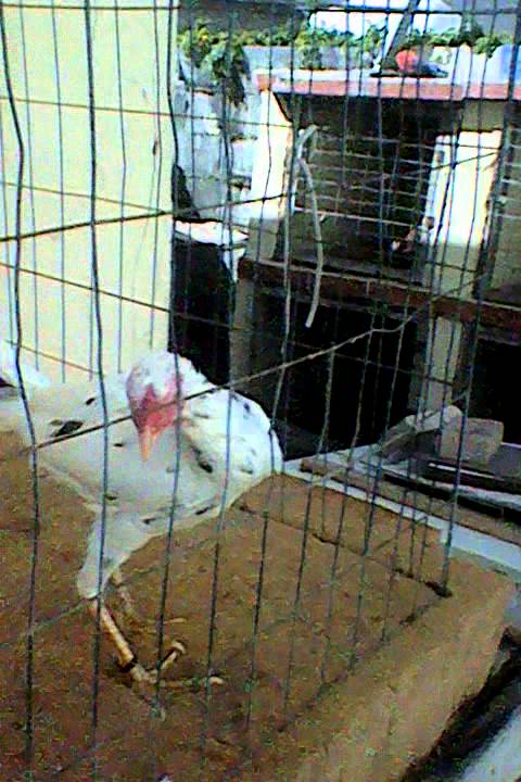 gallinas en venta 1/2 sangre cubana - YouTube