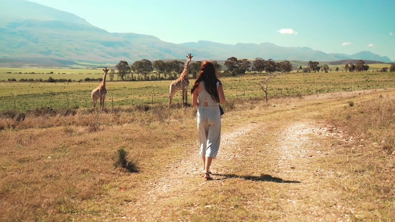 Beautiful Animal of the jungle:Zarafa's Long Walk to jungle In this ...