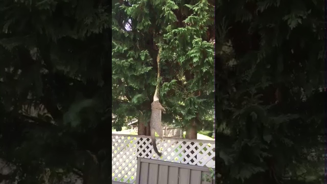 Massive Diamond Python eats possum - YouTube