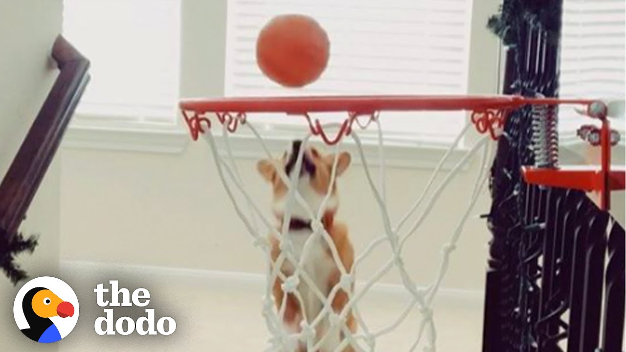 Basketball-Playing Corgi Learns Her Hardest Shot Yet | The Dodo - YouTube