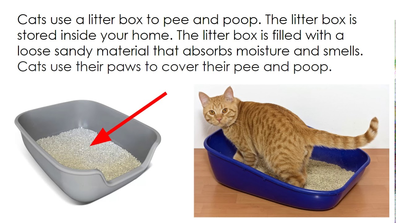 L7: Life Skills: Cat Pet Chores - Slides - YouTube
