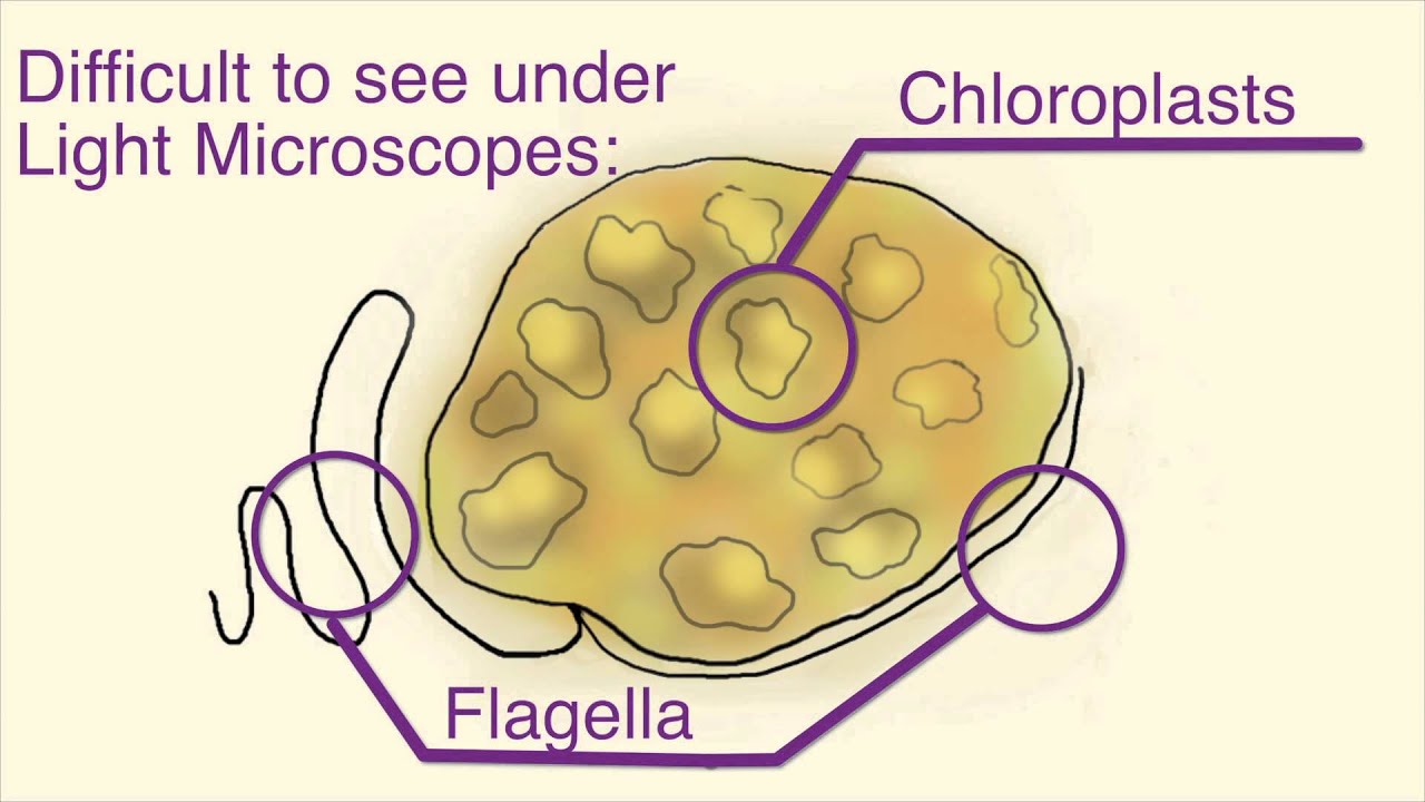 2.3 Tabs on HABs: Identifying Heterosigma akashiwo - YouTube