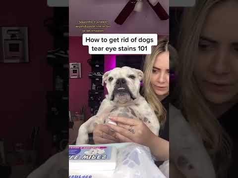 How to Remove Mastiff Crying Stains from Eyes [Expert Opinion]