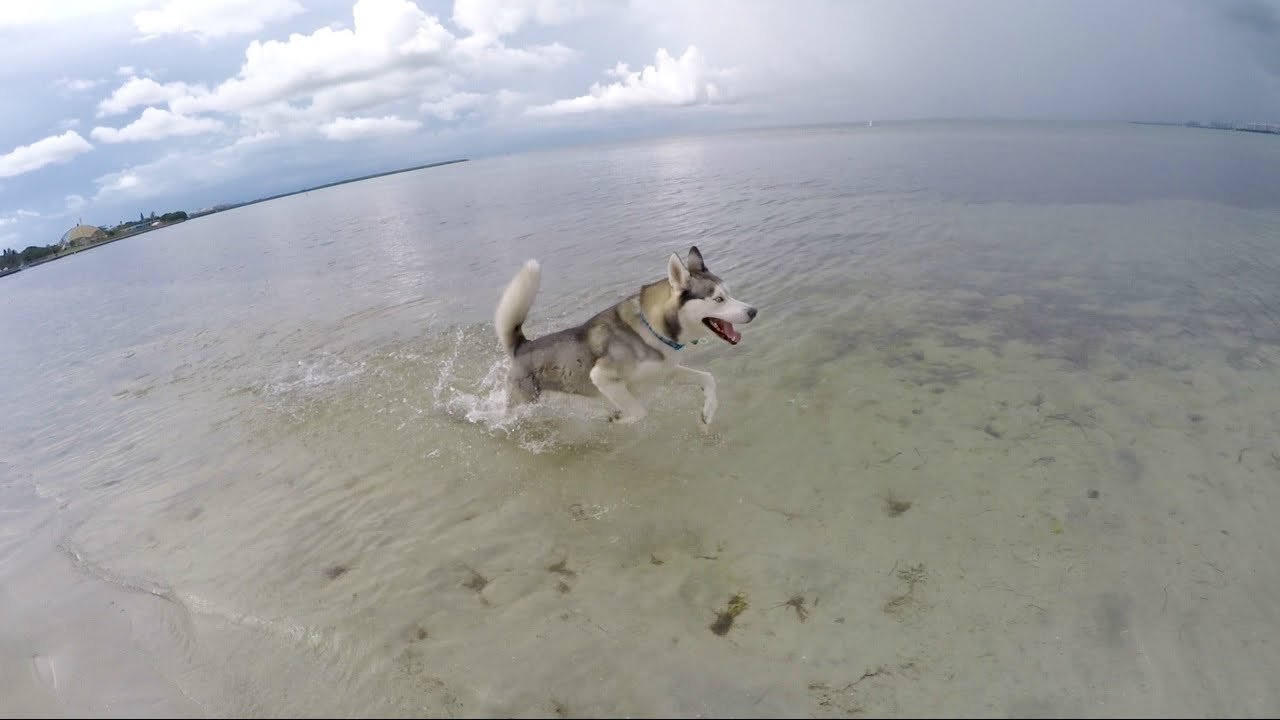 GOHAN RUNNING AT THE BEACH! - YouTube
