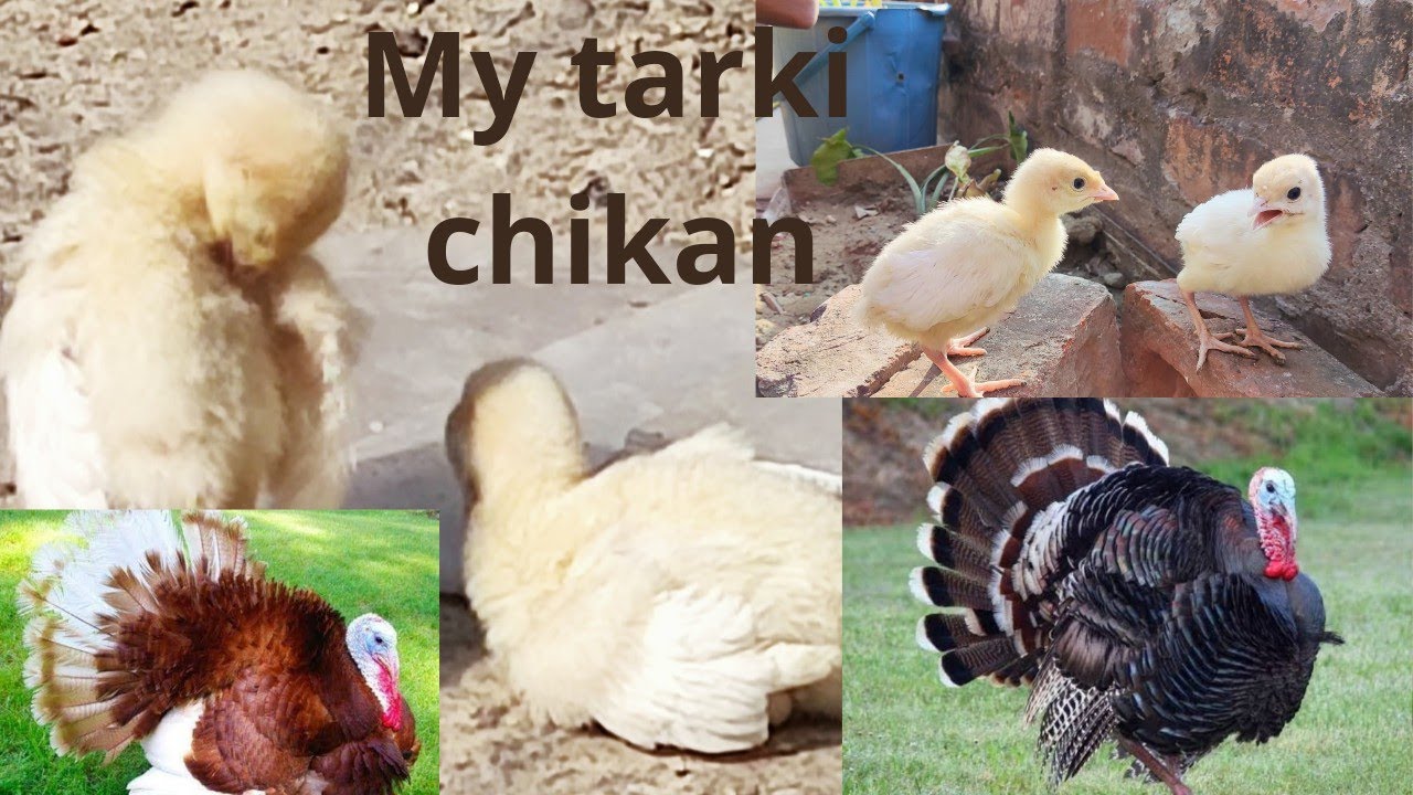 What is Tarki murgi? - YouTube