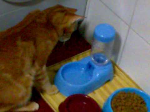 Gato parvo-Riscas - YouTube