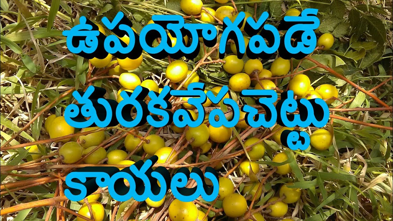 ఉపయోగపడే తురకవేపచెట్టు కాయలు how to thuraka vepa chettu leaves.and ...