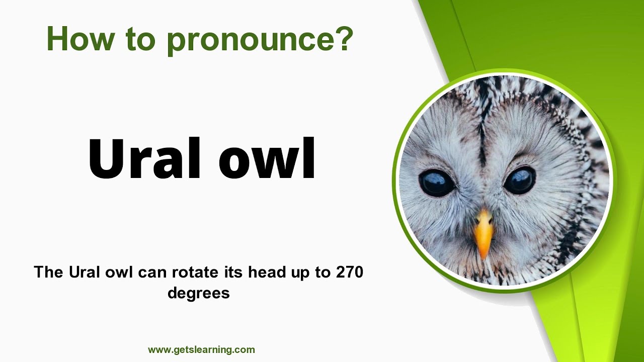 How to pronounce Ural owl in English Correctly - YouTube