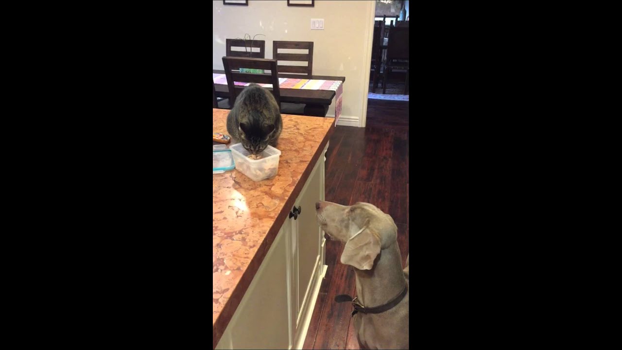Dog steals the turkey off the counter - YouTube
