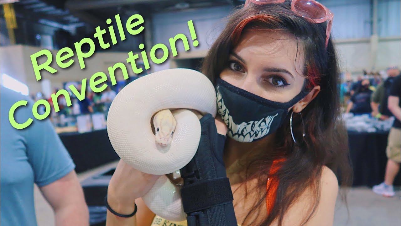 Finding a Jumping Spider at Tampa Repticon! - YouTube