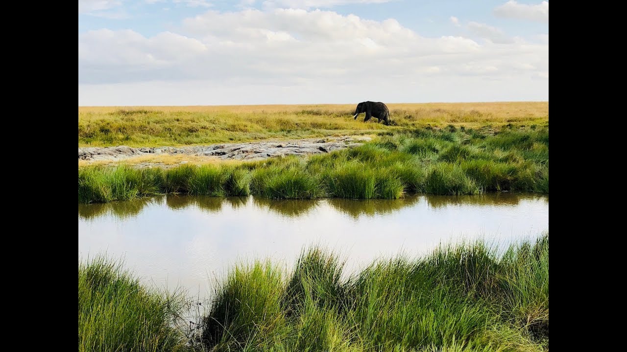 360 3D VR: Elephants Everywhere! (Serengeti, Tanzania) - YouTube