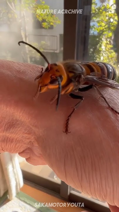 Asian Giant Hornet 🐝 The Murder Hornet - YouTube