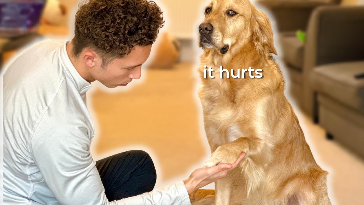 My Poorly Golden Retriever Injured His Paw - YouTube