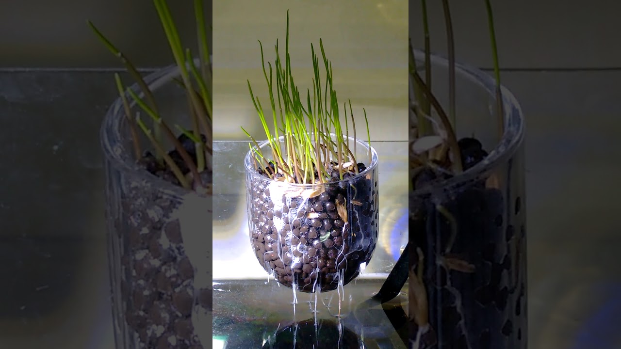 Time-Lapse: Watch Cow Hair Grass Growth in 5 Hours. - YouTube