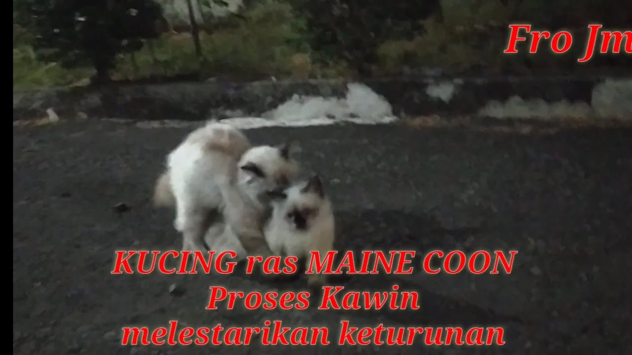 SUARA KUCING KAWIN | cat mating process - YouTube