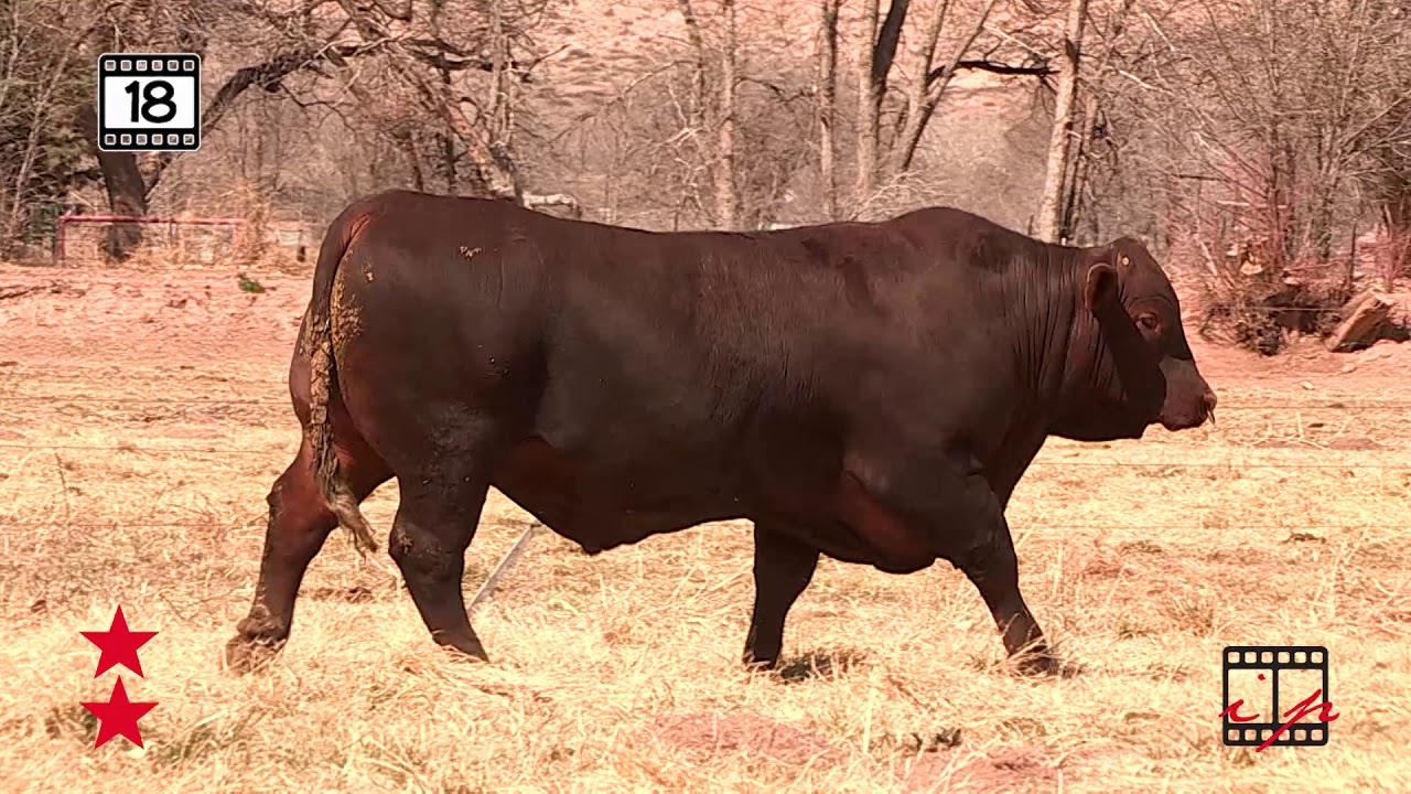 Red Doc Farm - Lot 18 - 6224 - YouTube