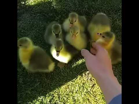 furry fuzzy smol baby geese - YouTube