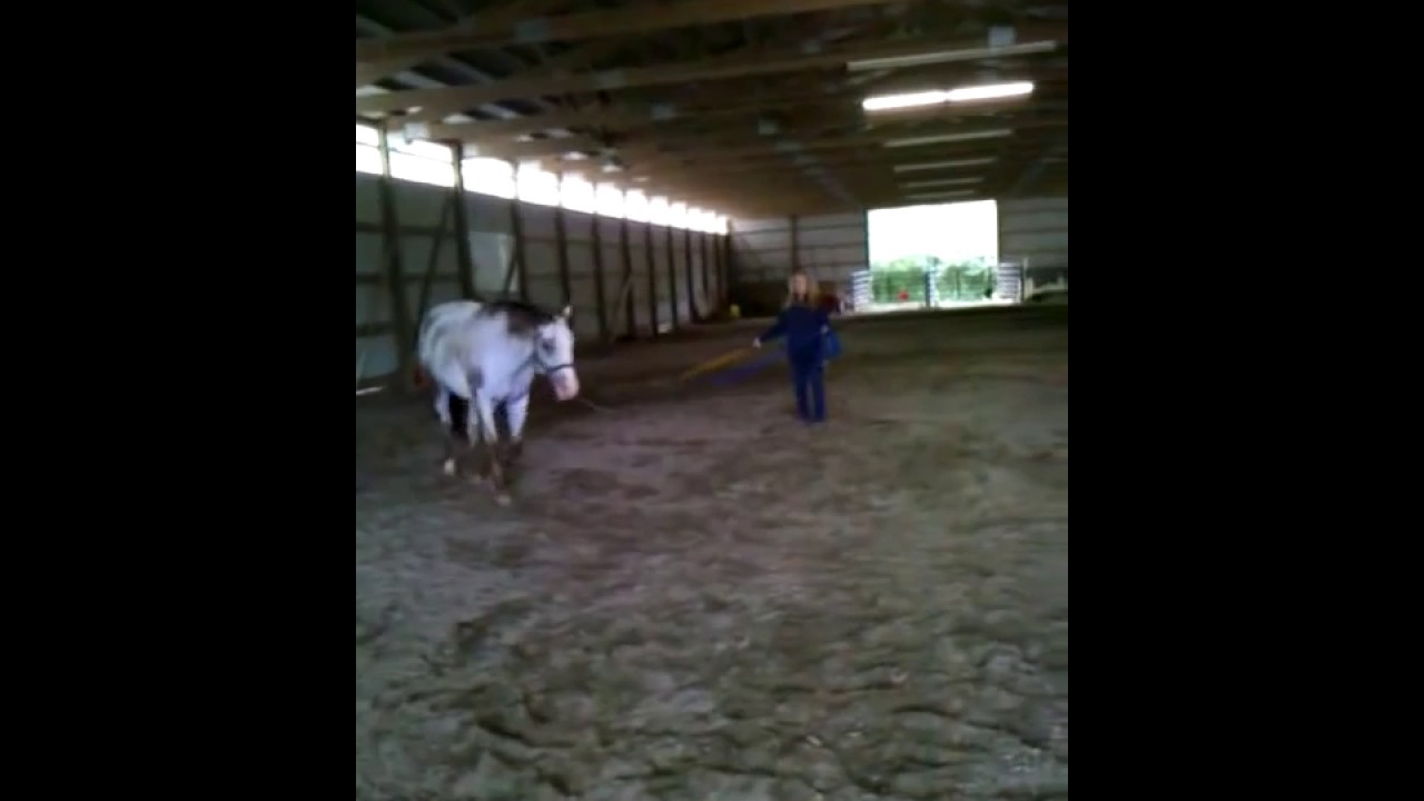 Horse before a Myofascial Release Treatment - YouTube