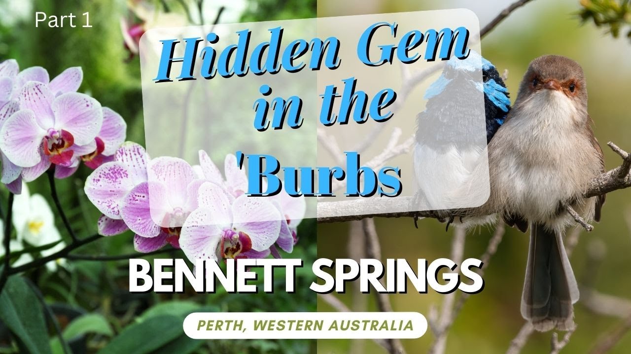 Perth, Western Australia – Is BENNETT SPRINGS a HIDDEN GEM? (Part 1 ...