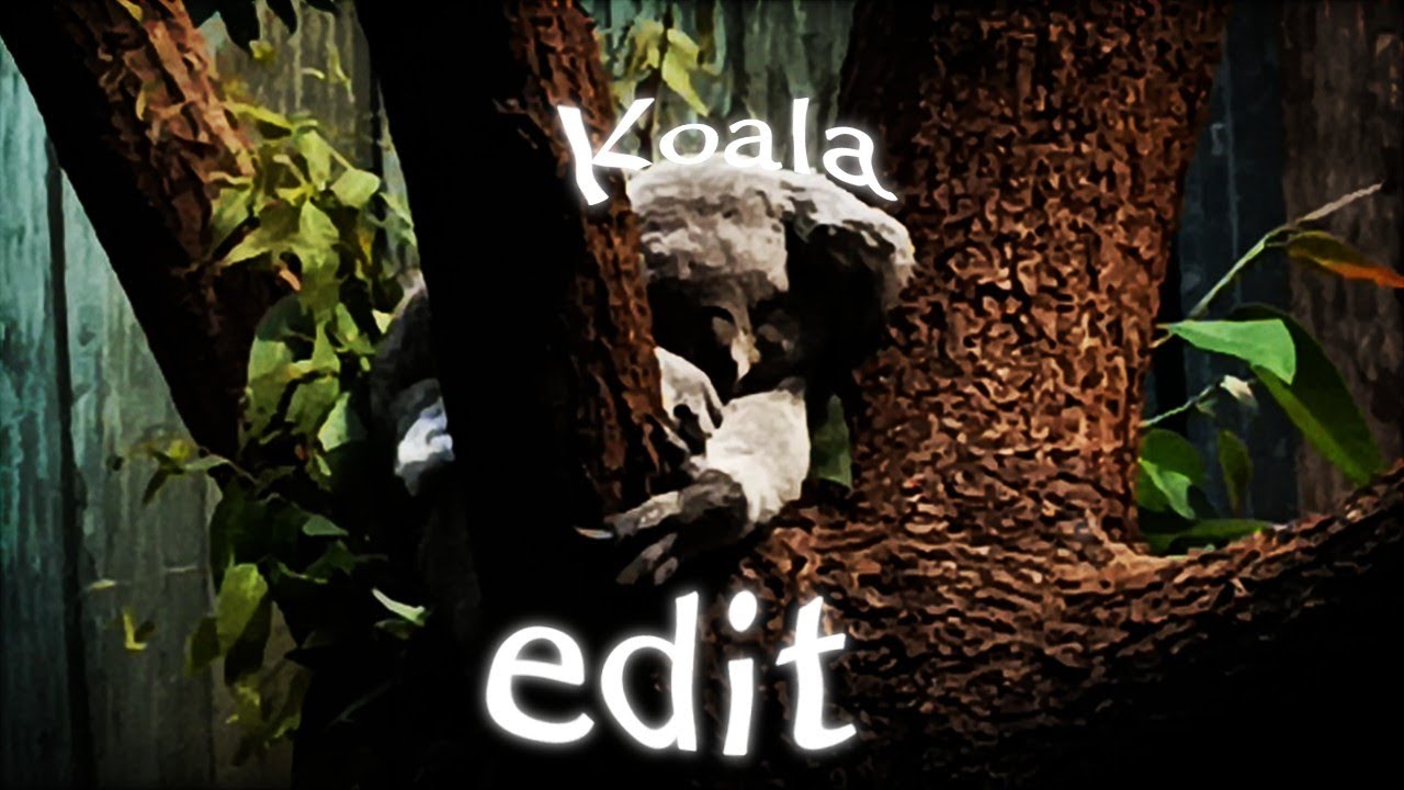 🌿🐨[Koala edit]🌿🐨 - YouTube