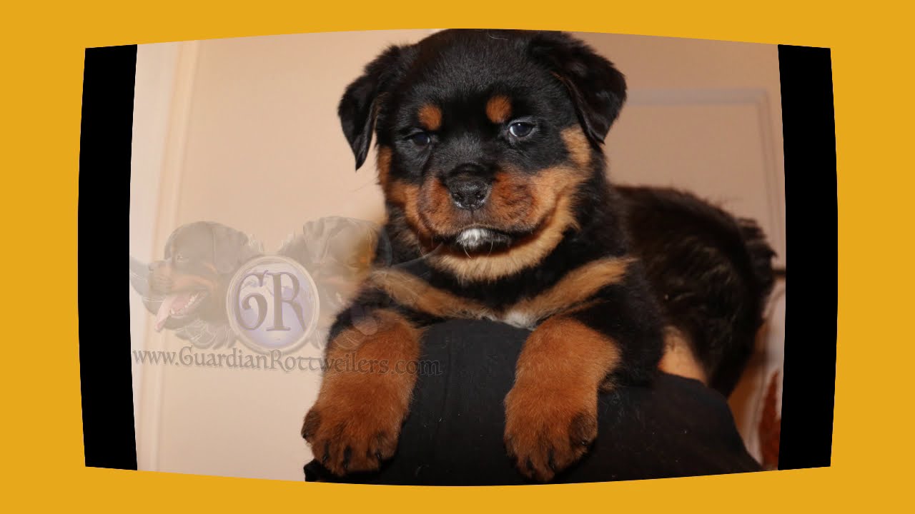 Guardian Luke Von Gottschalk - YouTube