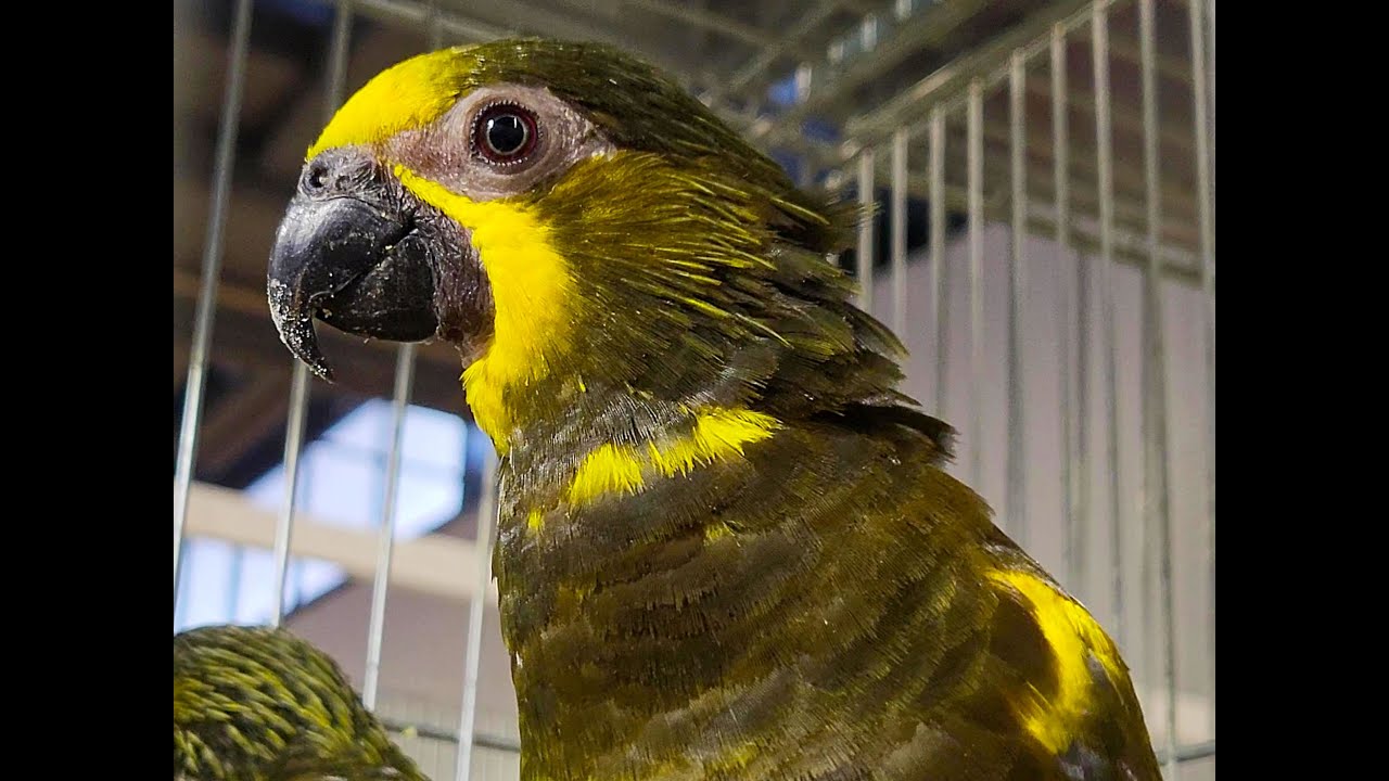 LORI DE DUYVENBODE - BROWN LORY - Chalcopsitta duivenbodei - YouTube