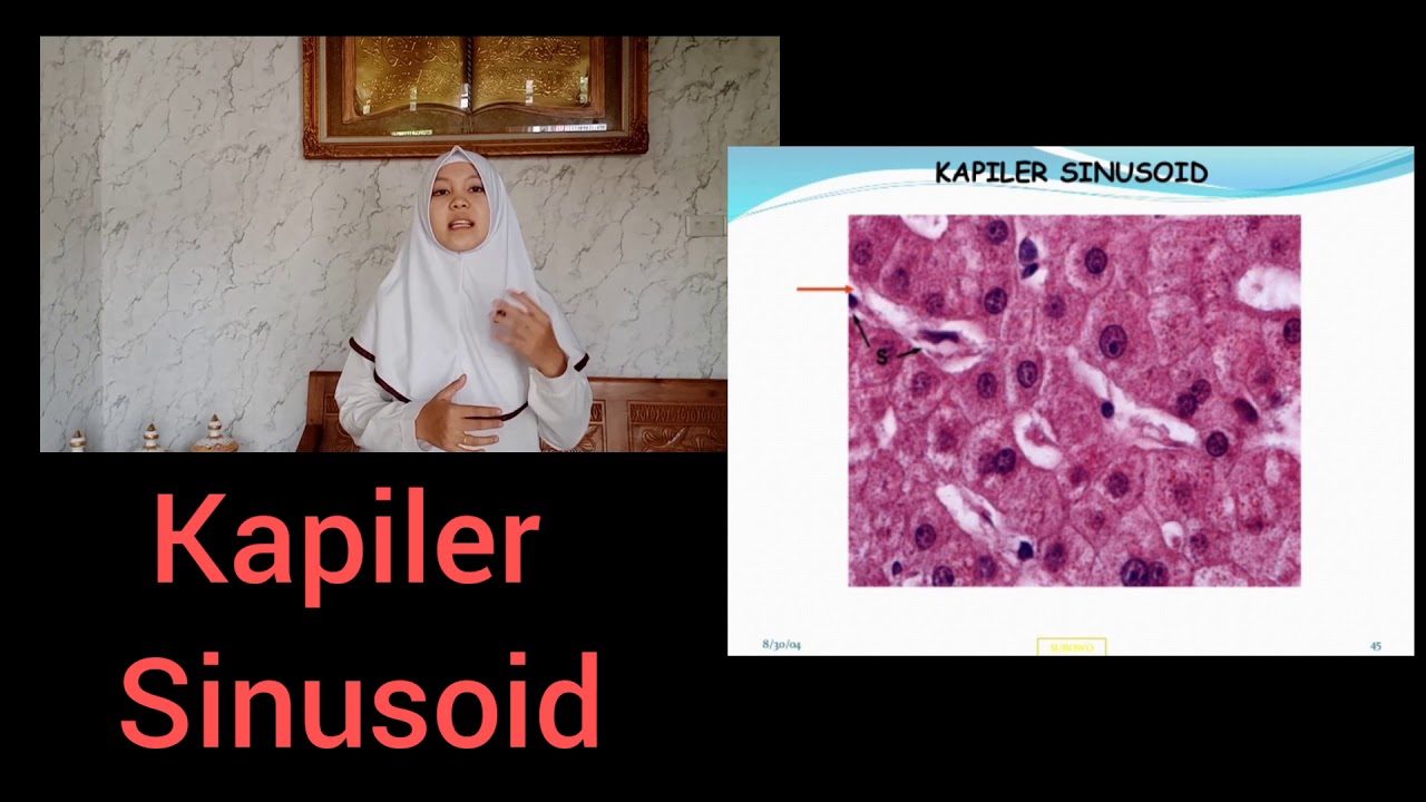 ANATOMI PEMBULUH DARAH ARTERI,VENA,KAPILER DAN LETAK DENYUT NADI PADA ...