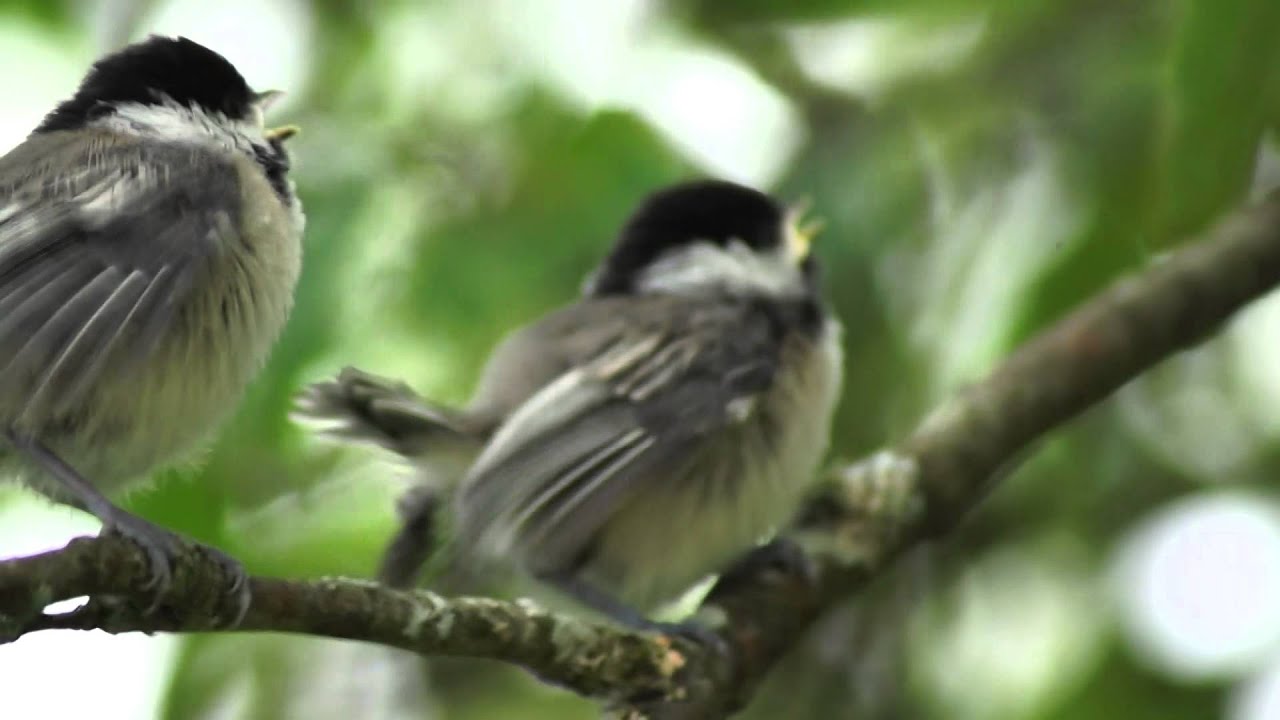 3 fledglings and Mom chickadees - YouTube