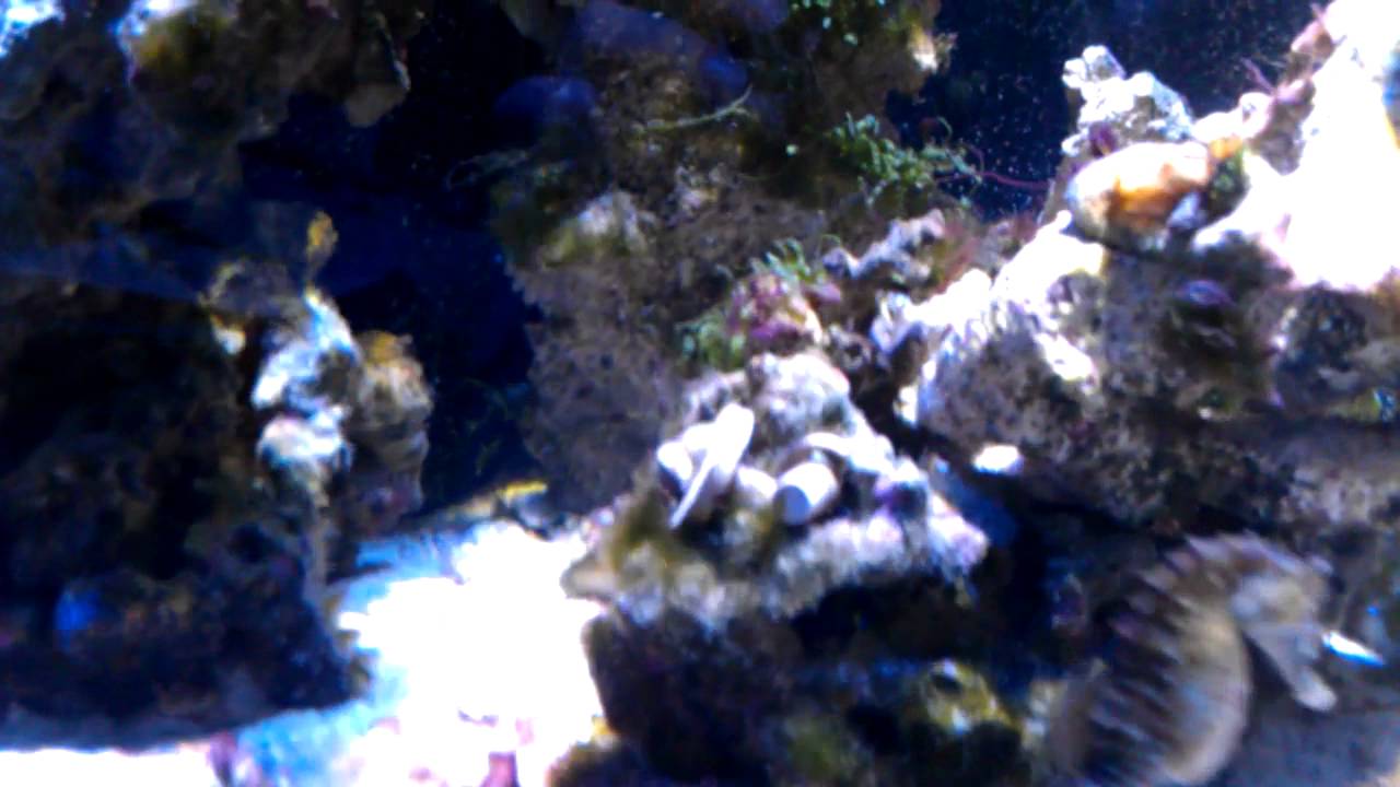 Tunze Nano Wavebox in action - YouTube