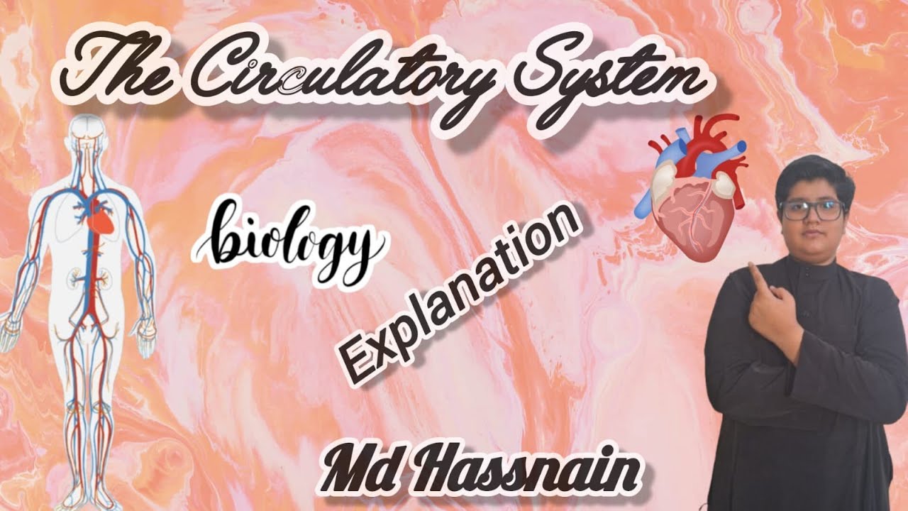 "Human Circulatory System Explained 🫀 | How Your Heart & Blood Work" - YouTube