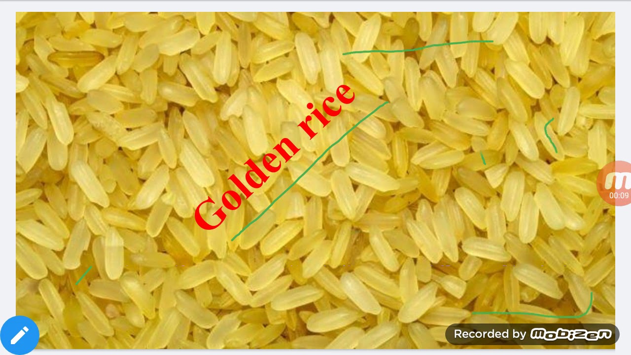 Golden rice: Transgenic crop - YouTube