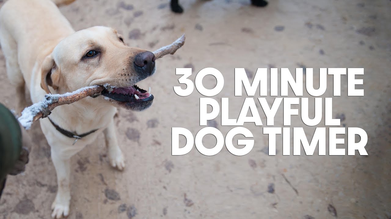 30 Minute Timer - Thirty Minute Playful Dog Timer - YouTube