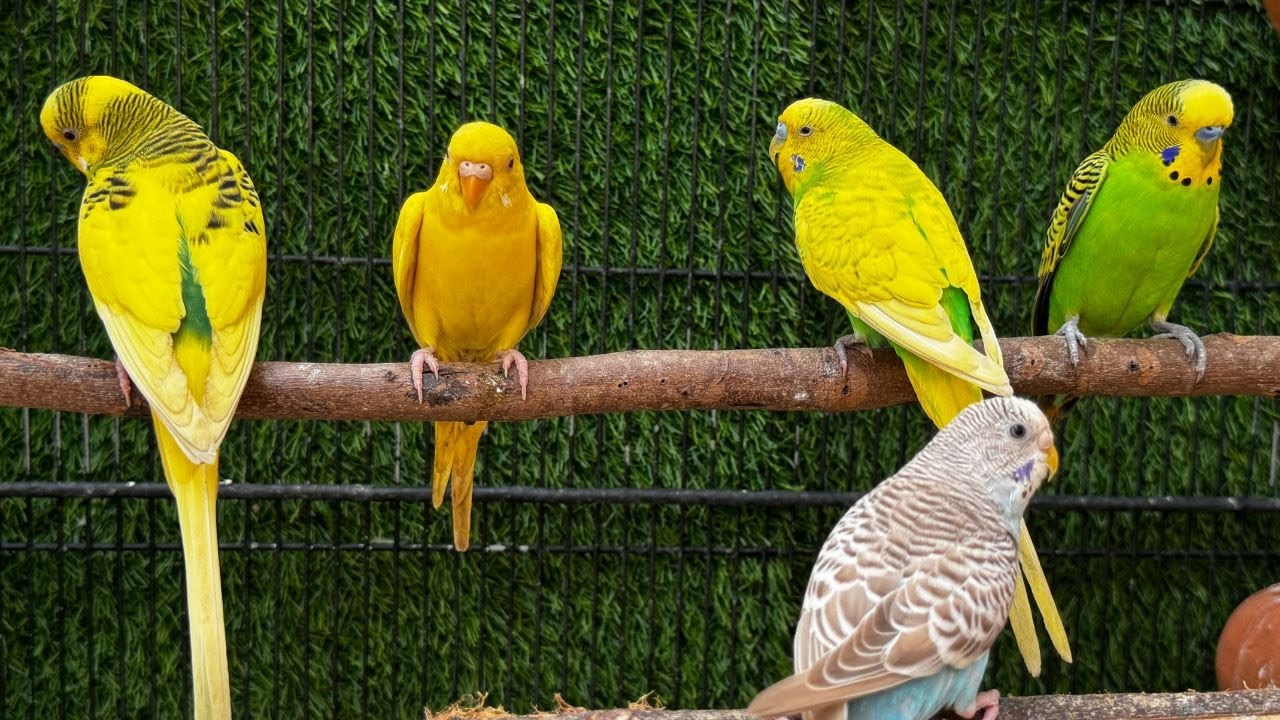 Birds vs Music Which Reduces Stress Faster? - YouTube